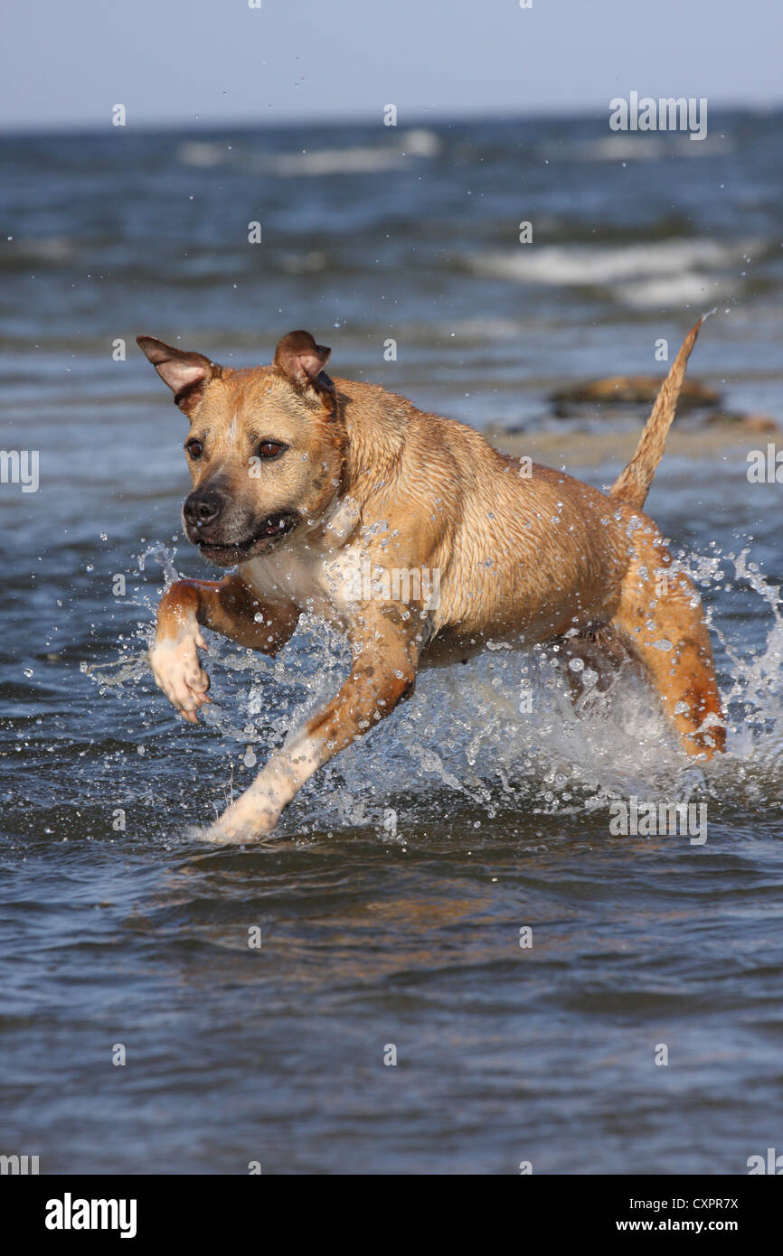 running American Staffordshire Terrier Stock Photo - Alamy
