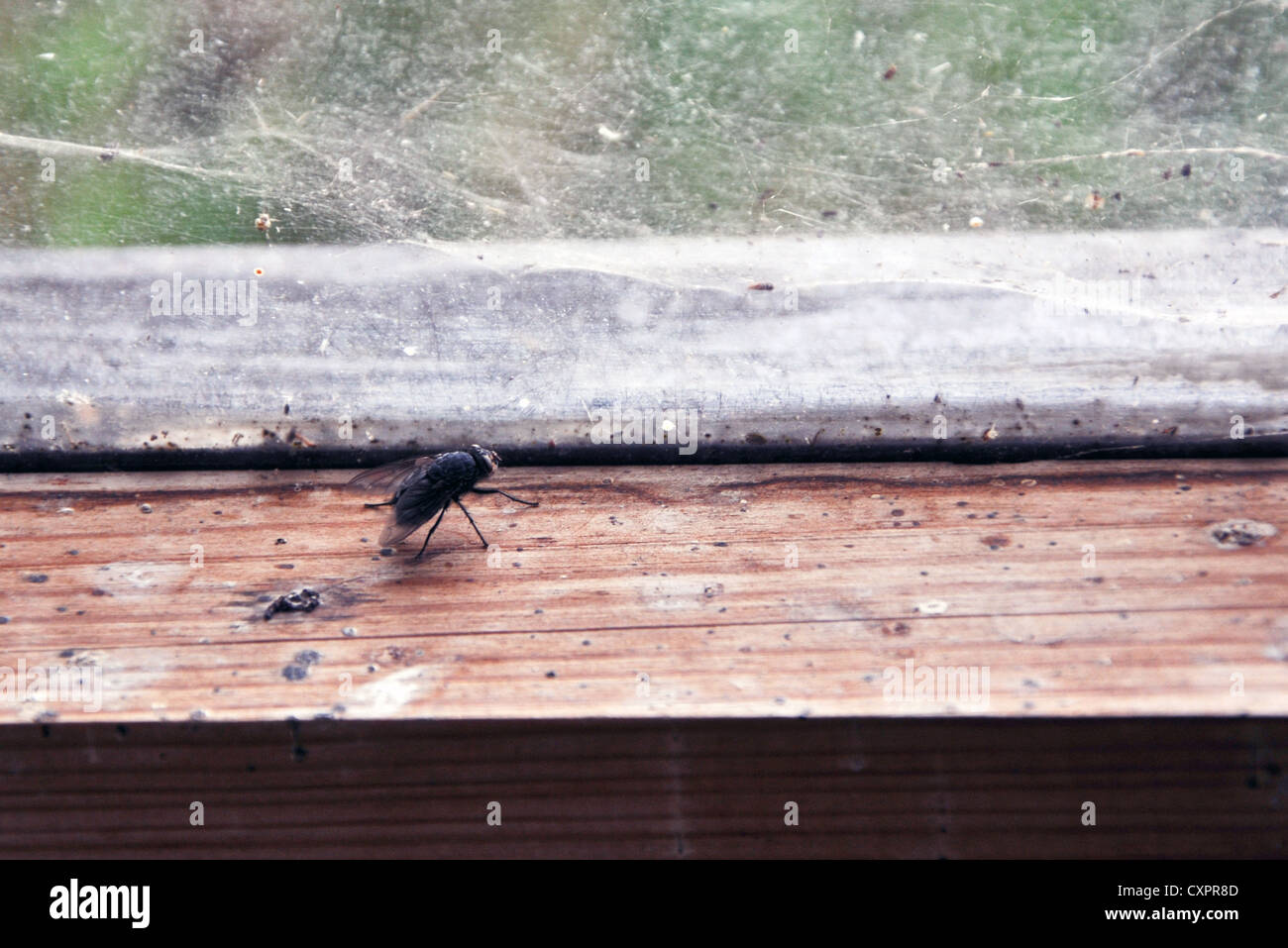 Bluebottle fly on dusty wooden windowsill Stock Photo - Alamy