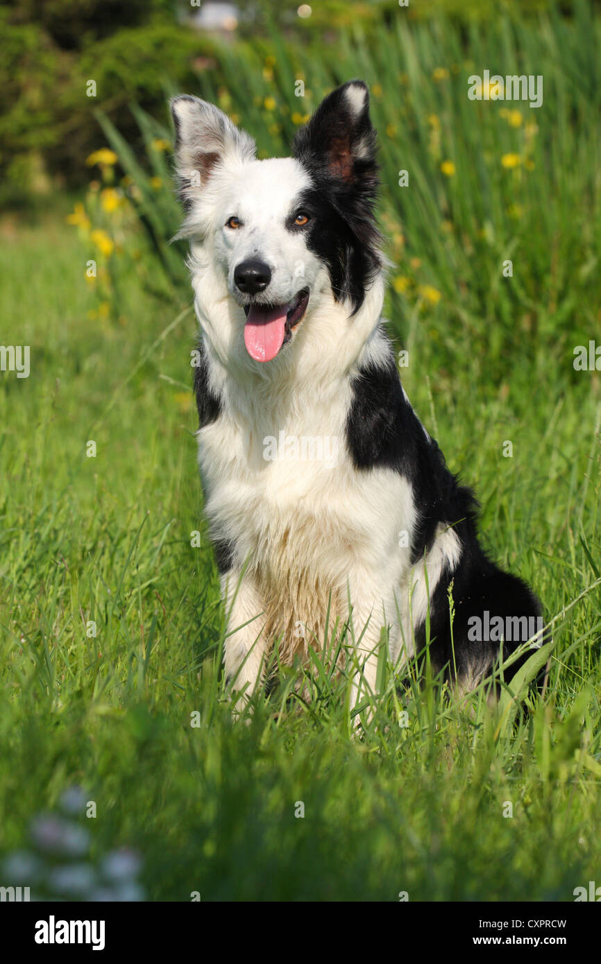 sitting Border Collie Stock Photo - Alamy