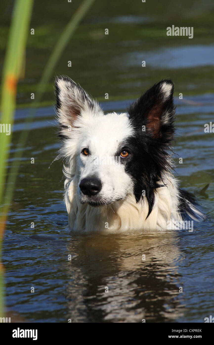 Border Collie Portrait Stock Photo - Alamy