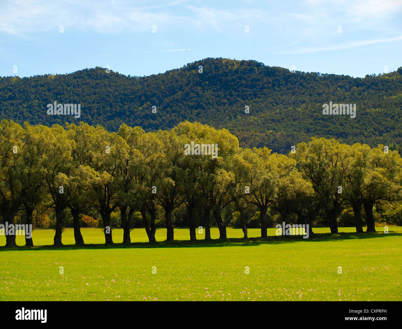 Trees in line Stock Photo - Alamy