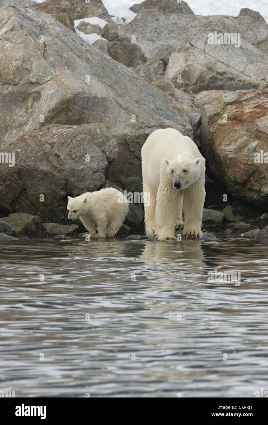 Spitsbergen island polar bear hi-res stock photography and images - Alamy