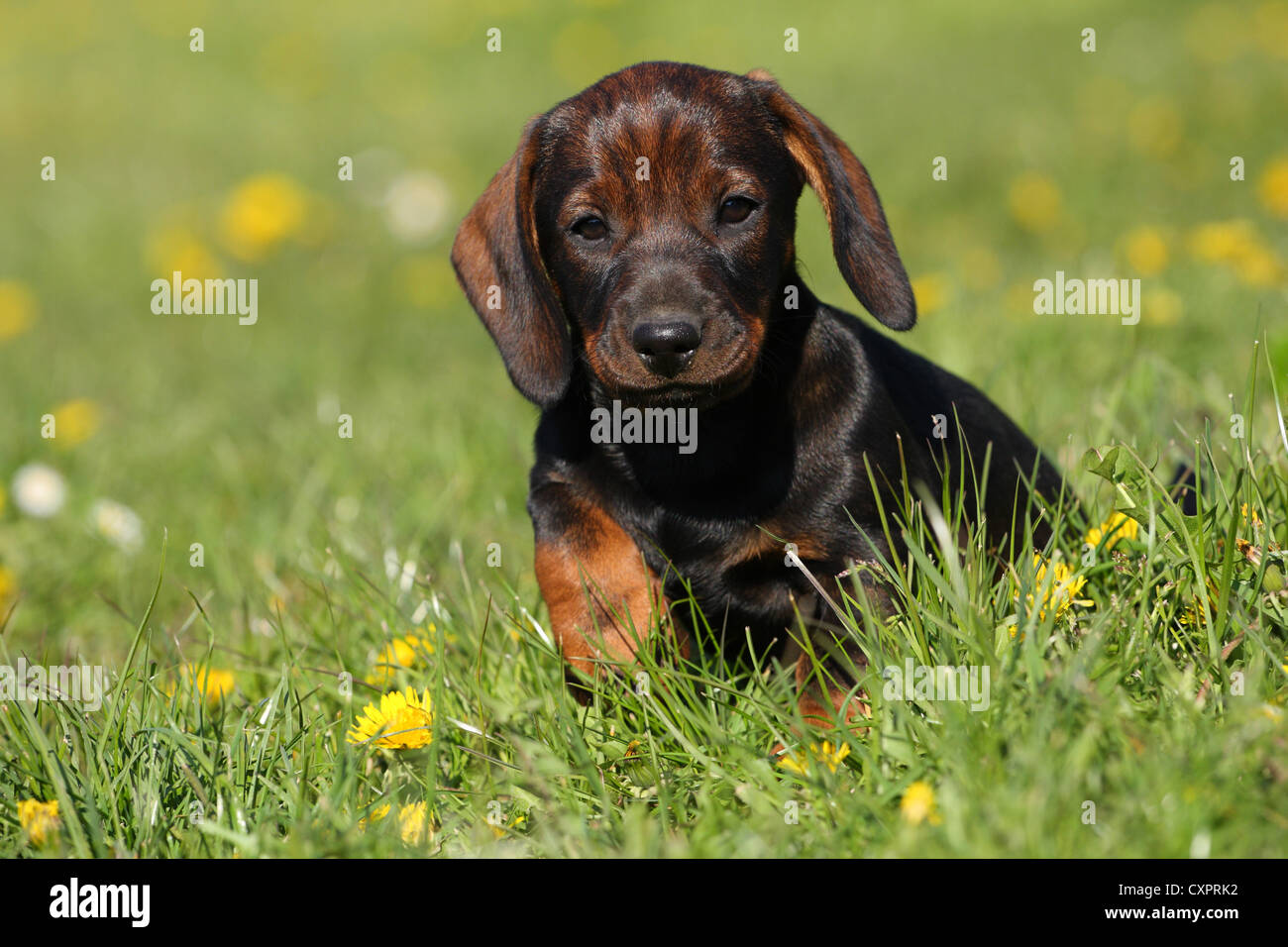 shorthaired teckel puppy Stock Photo - Alamy