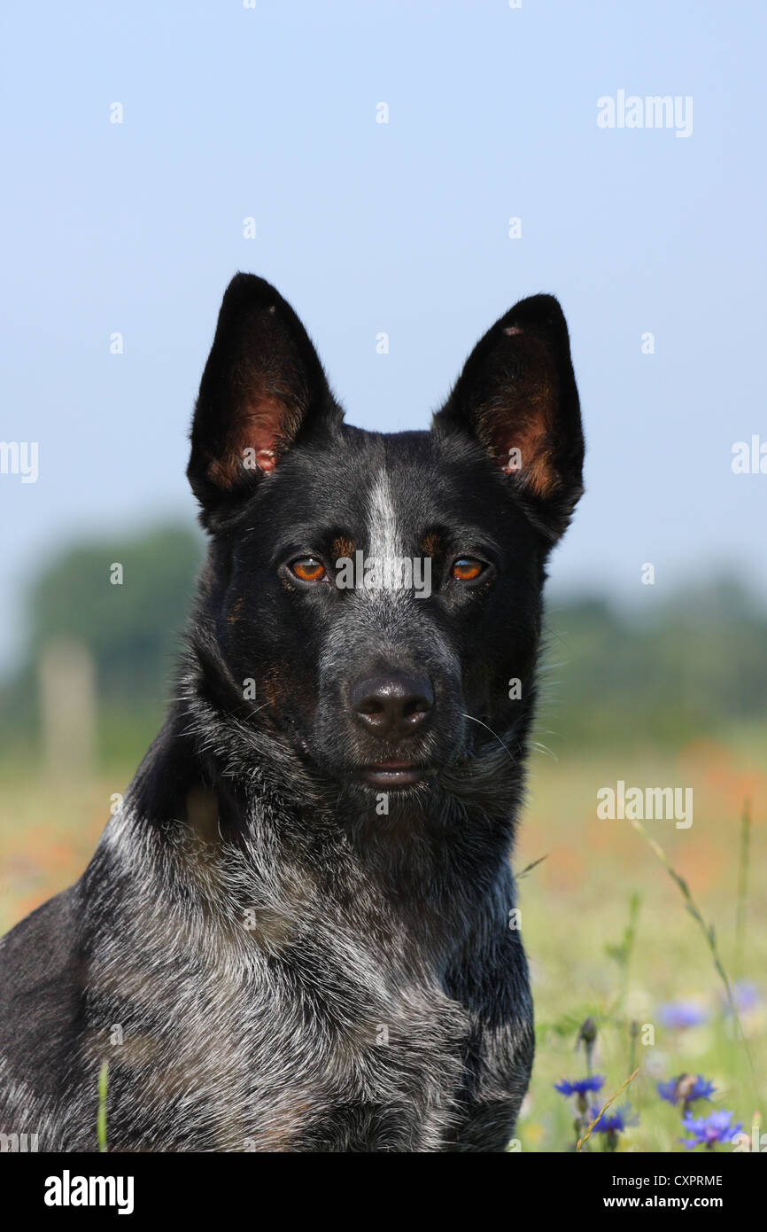 Australian Cattle Dog Portrait Stock Photo - Alamy