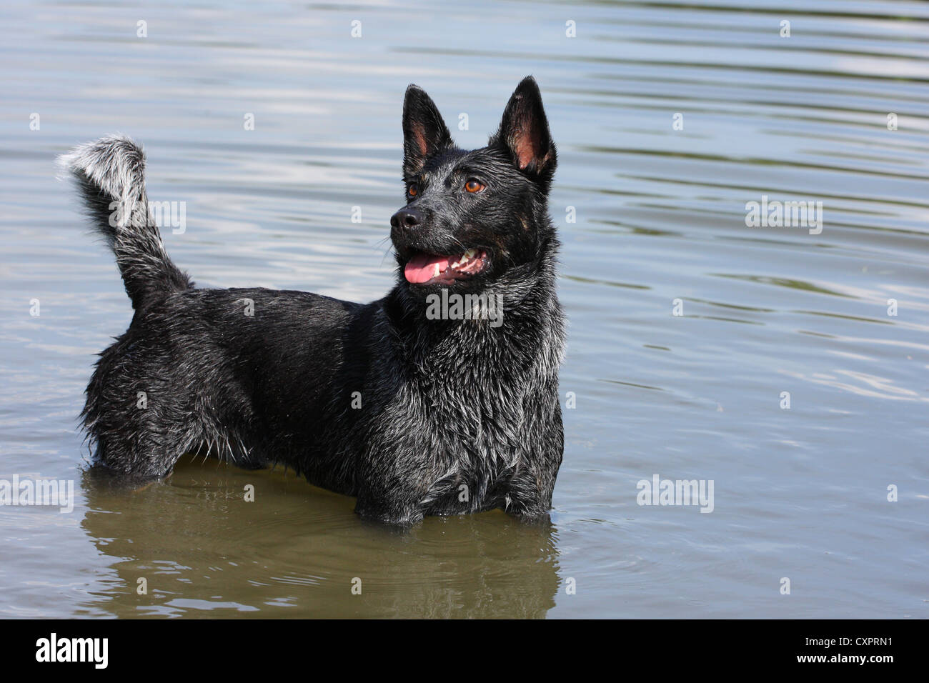 Australian cattle dog bath hi-res stock photography and images - Alamy