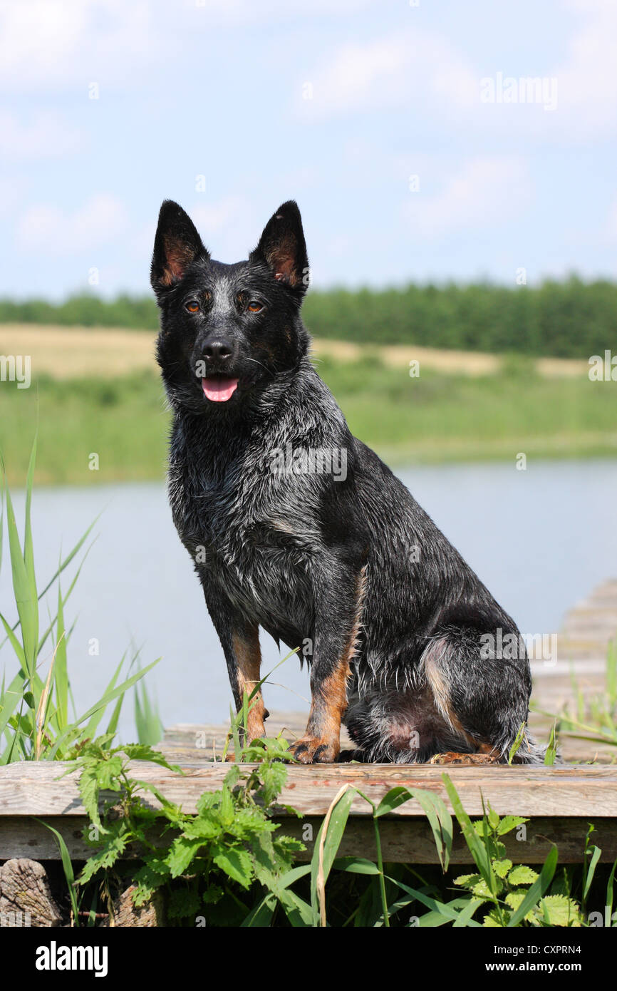 sitting Australian Cattle Dog Stock Photo - Alamy