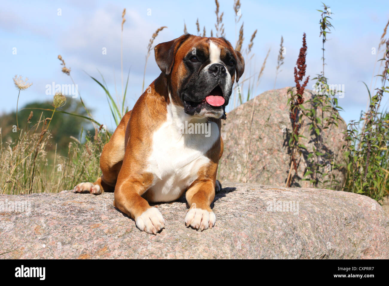 lying German Boxer Stock Photo - Alamy