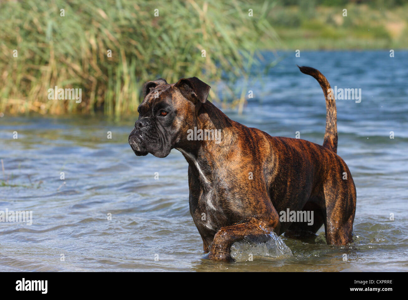 bathing German Boxer Stock Photo - Alamy