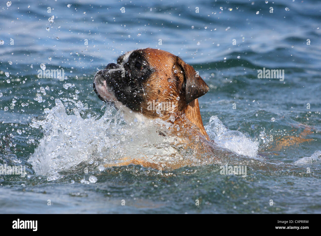 swimming German Boxer Stock Photo - Alamy