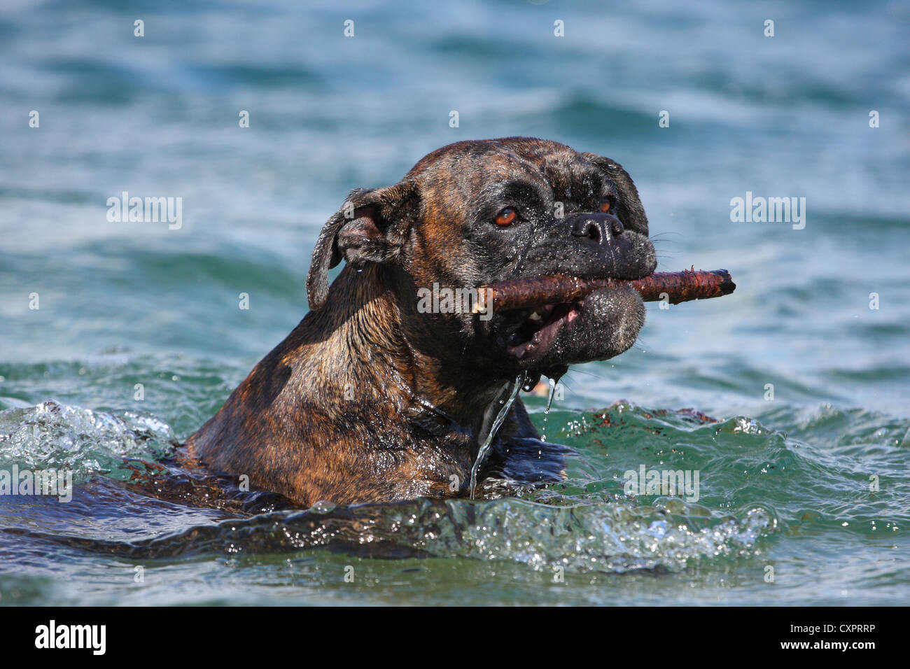 playing German Boxer Stock Photo - Alamy