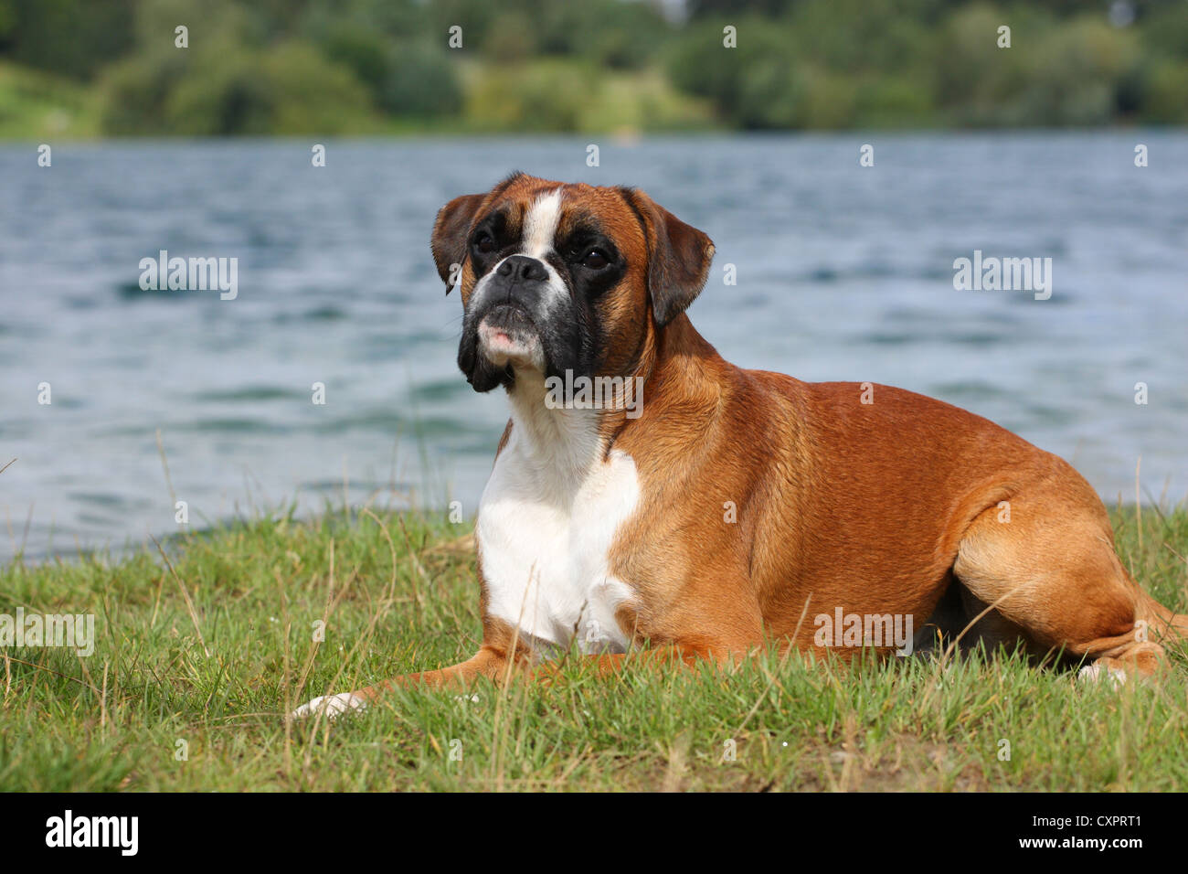 lying German Boxer Stock Photo - Alamy