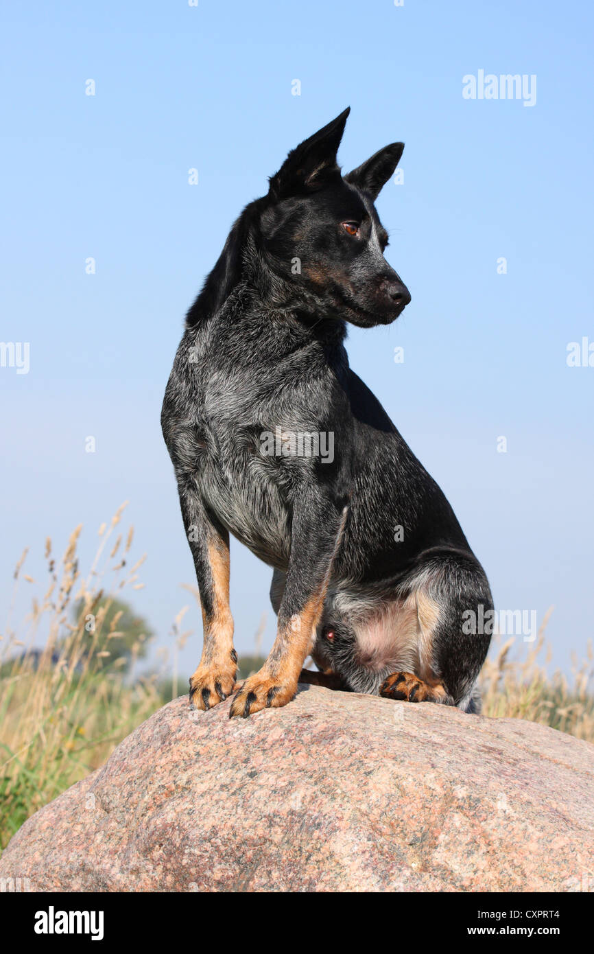 sitting Australian Cattle Dog Stock Photo - Alamy