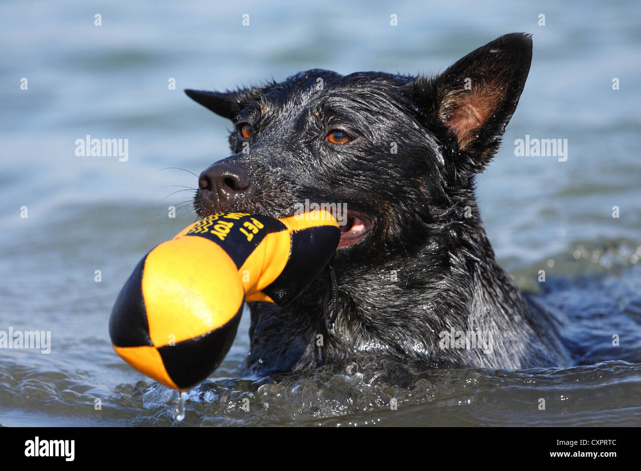playing Australian Cattle Dog Stock Photo - Alamy