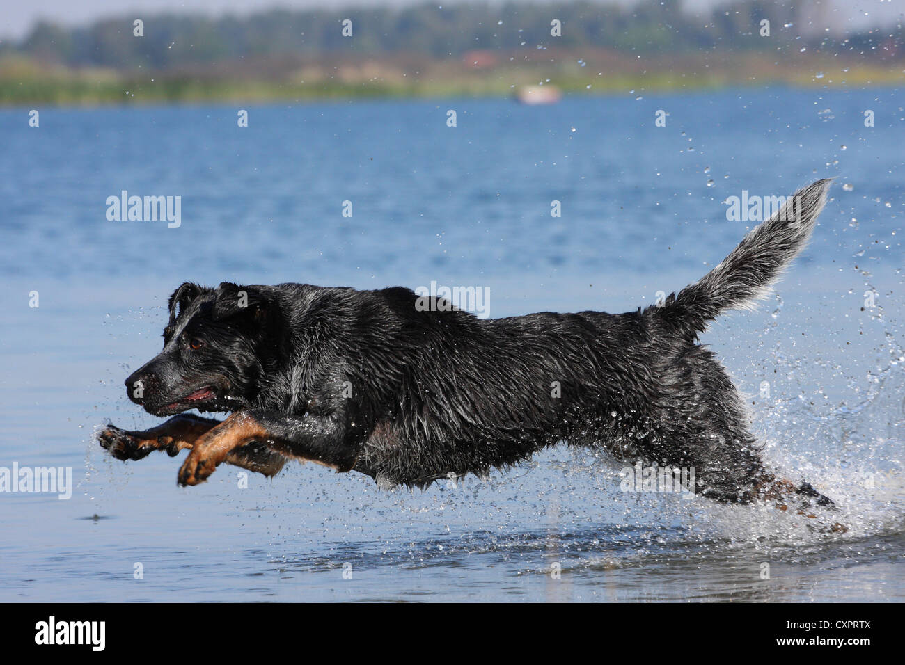 jumping Australian Cattle Dog Stock Photo - Alamy