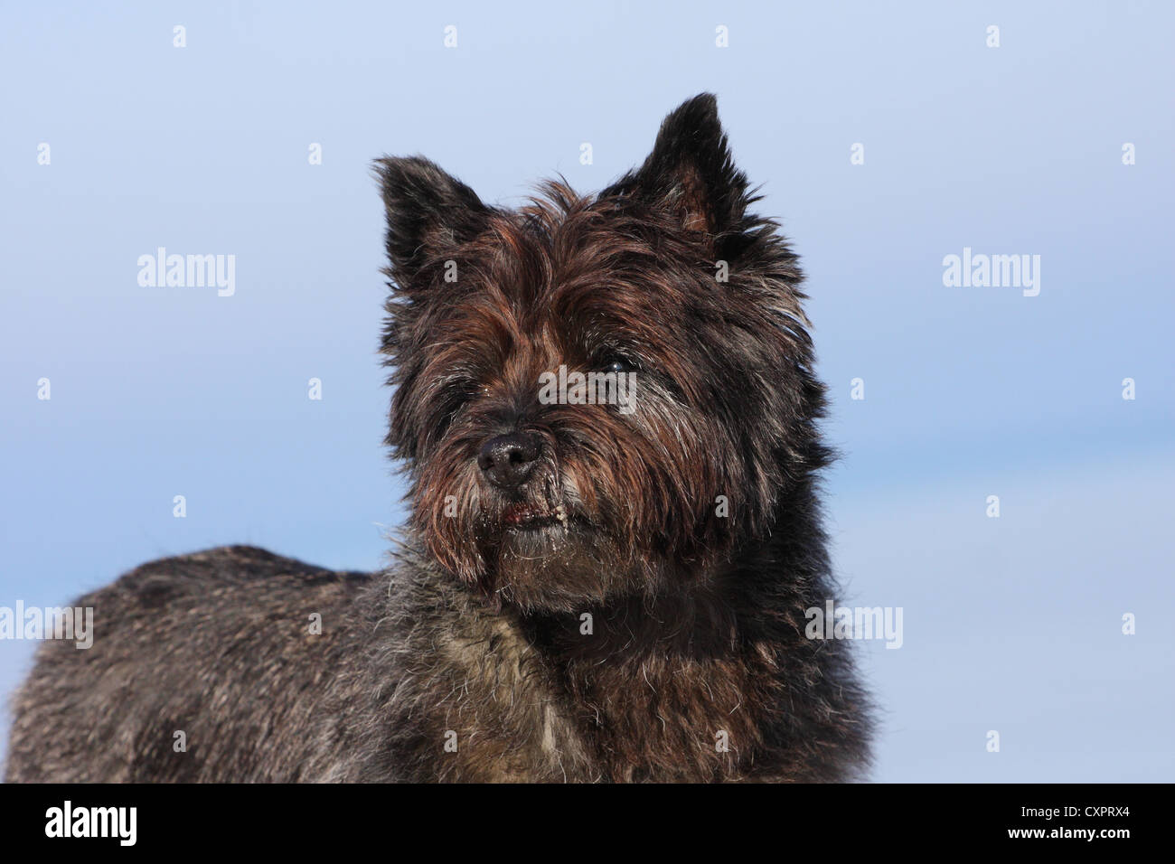 Cairn Terrier Portrait Stock Photo - Alamy