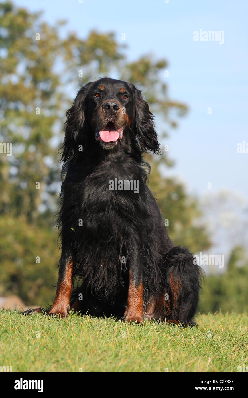 sitting Gordon Setter Stock Photo - Alamy