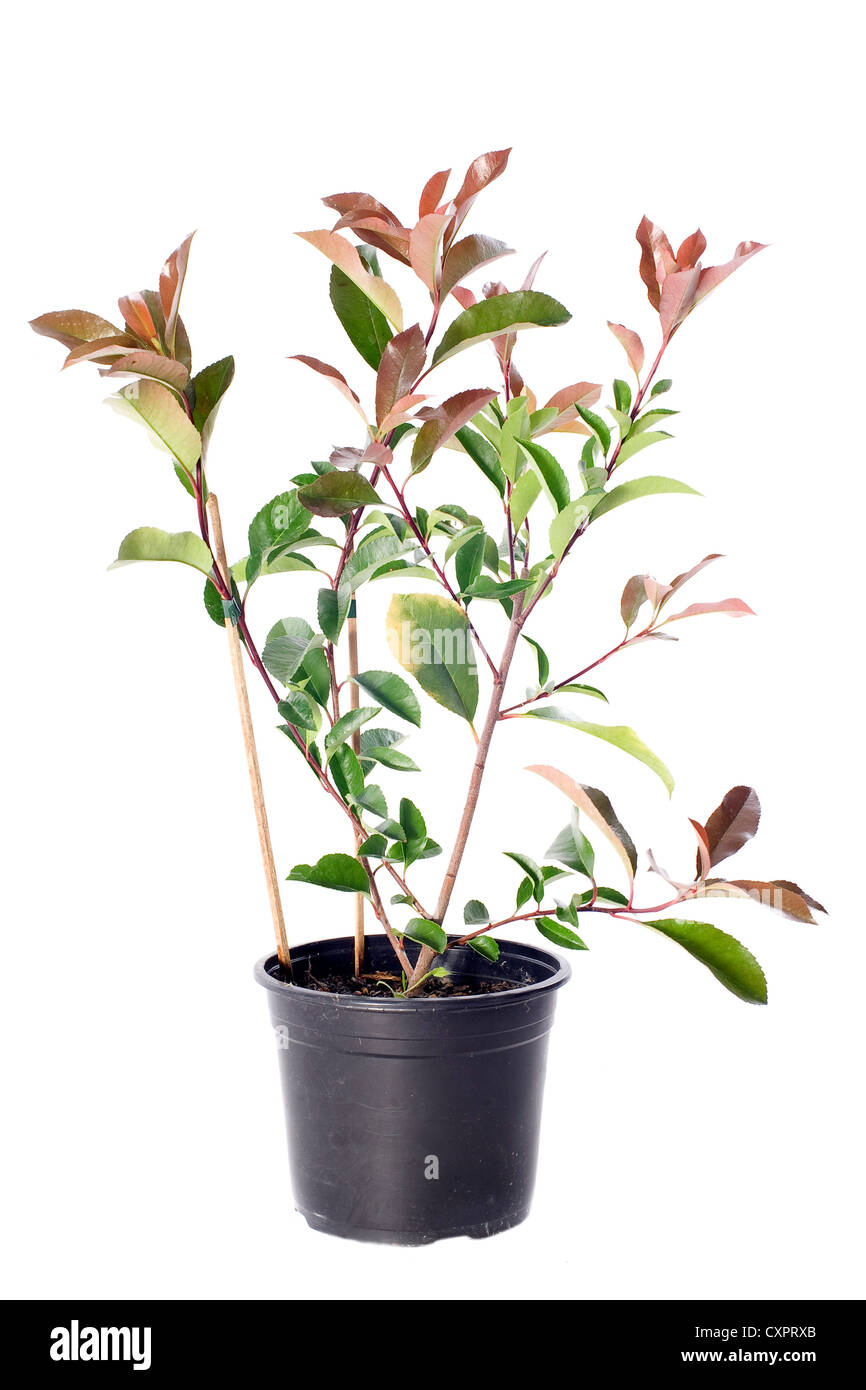 Photinia red robin hi-res stock photography and images - Alamy