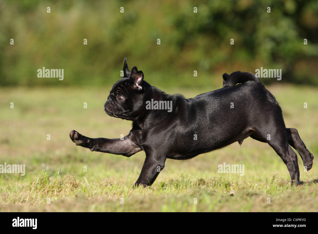 Pugs side profile hi-res stock photography and images - Alamy