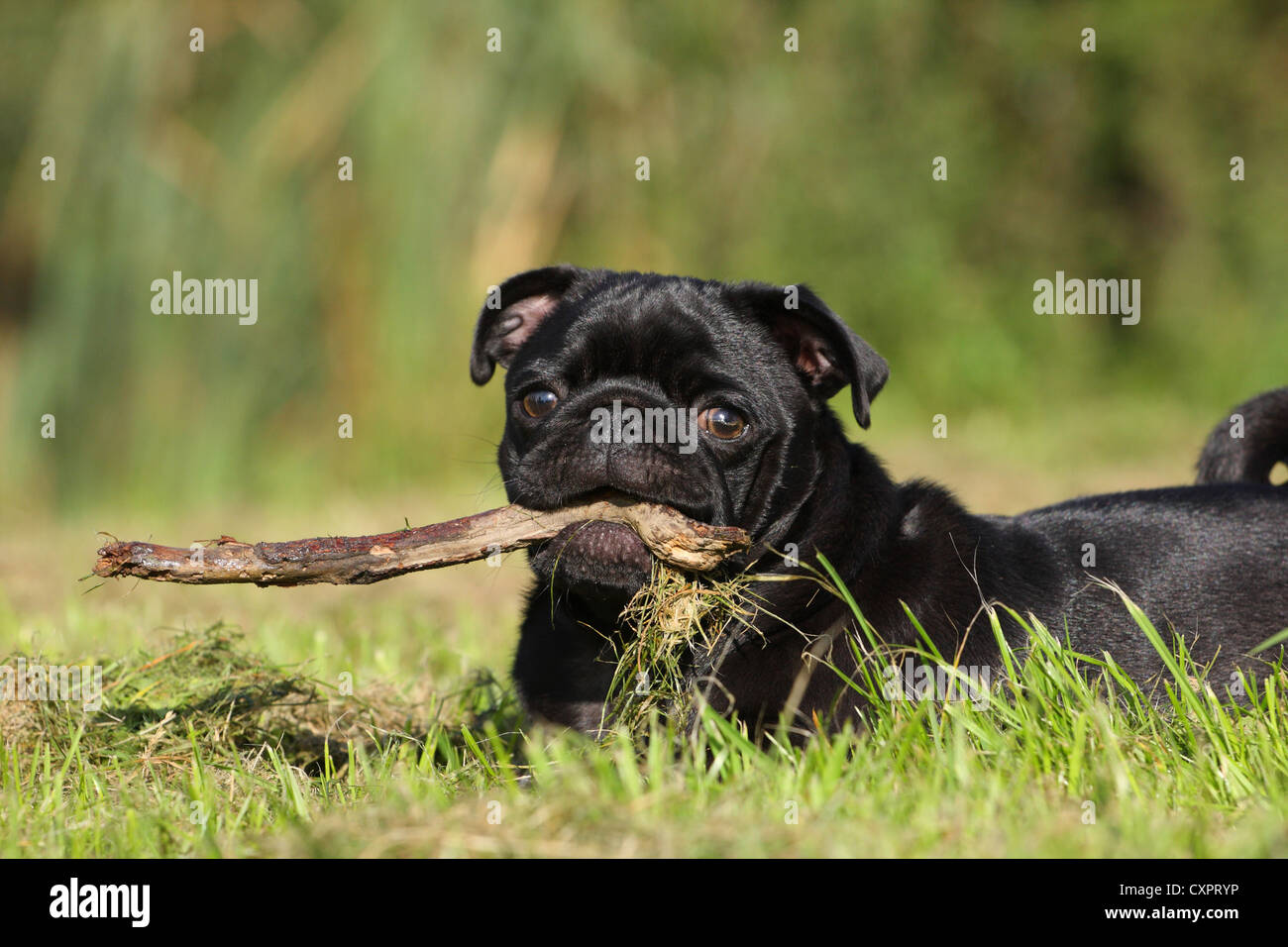 Fetch pug hi-res stock photography and images - Alamy