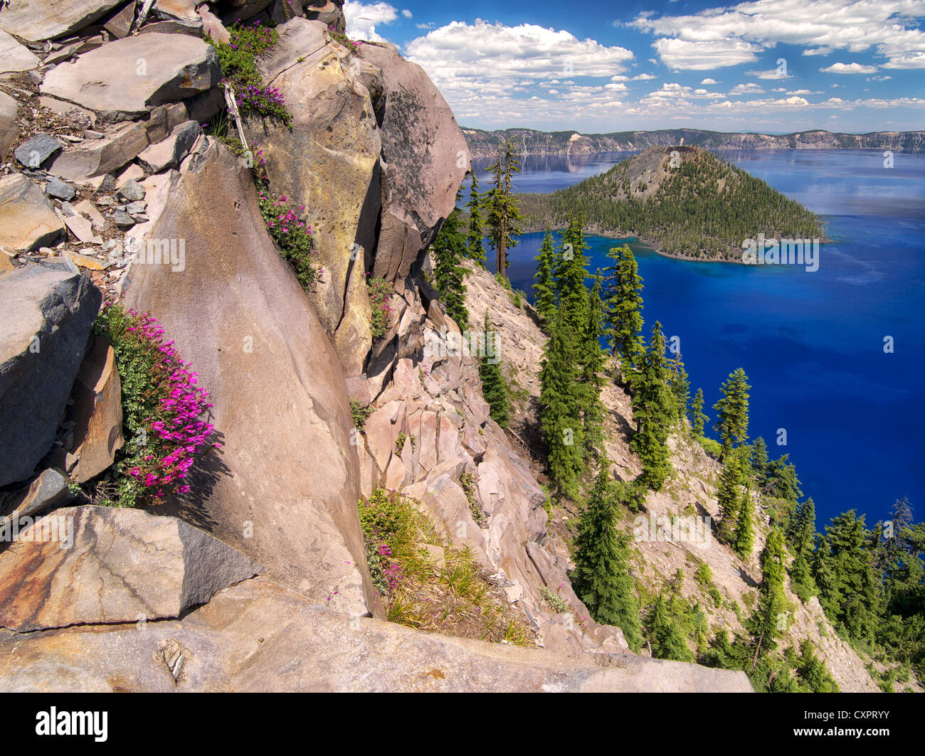 Penstemon growing on edge of Crater Lake. Crater Lake National Park ...