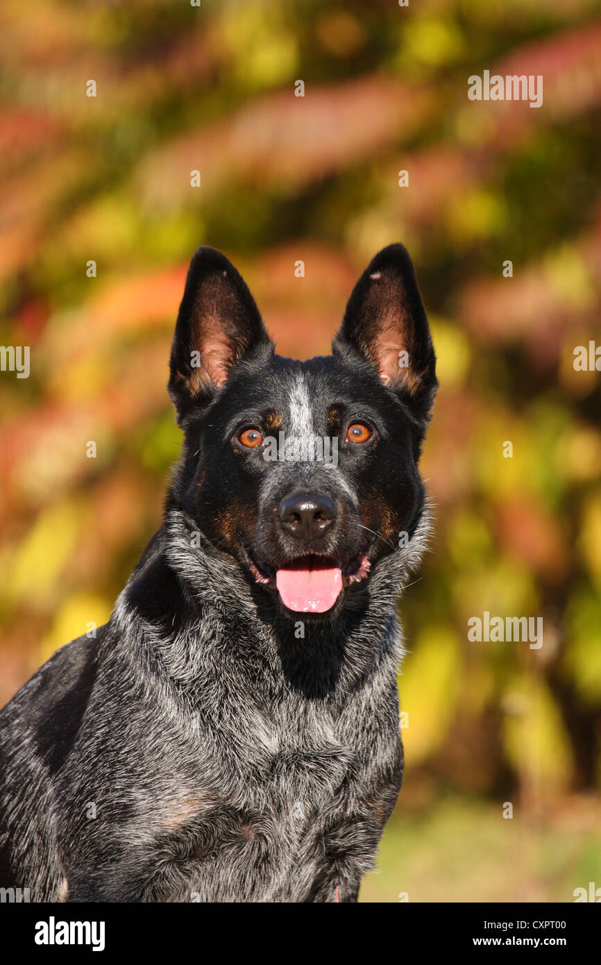 Australian Cattle Dog Portrait Stock Photo - Alamy
