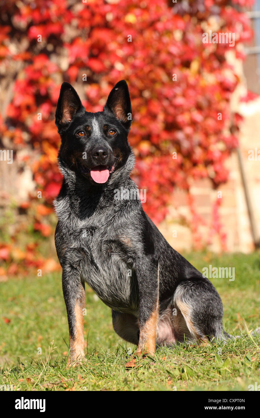 sitting Australian Cattle Dog Stock Photo - Alamy