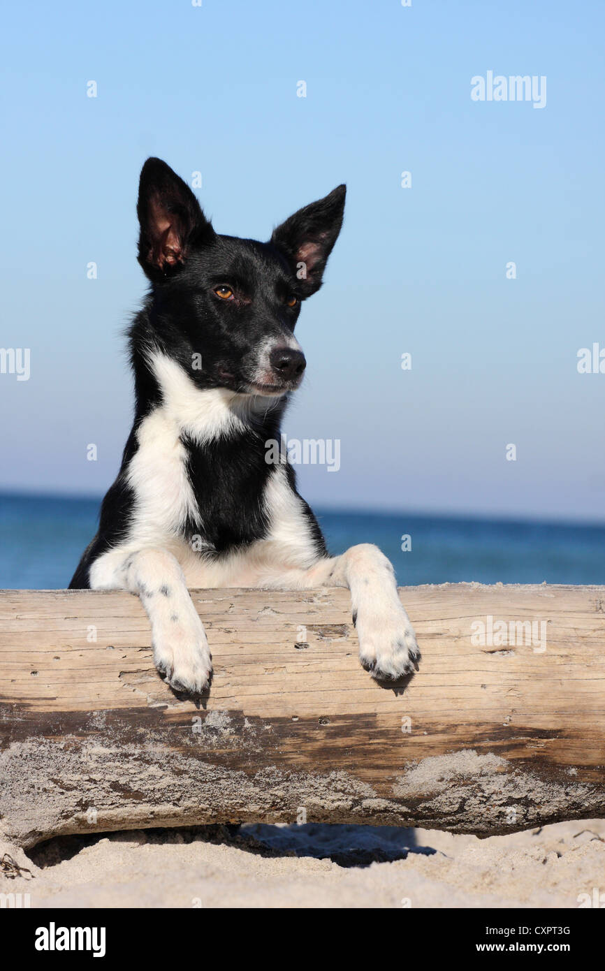 Border Collie Portrait Stock Photo - Alamy