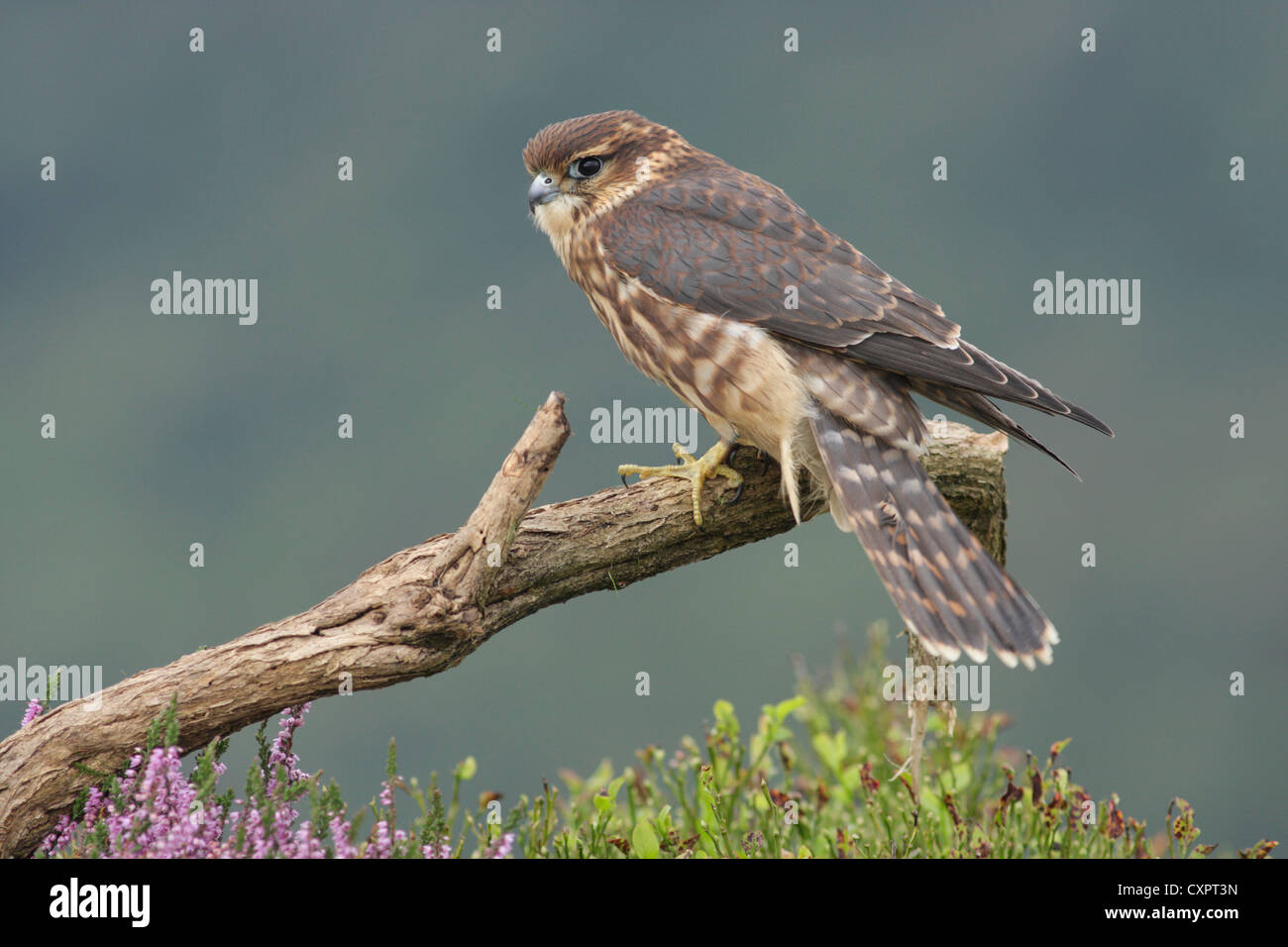 Merlin (Falco columbarius) first year male, perched on dead branch ...