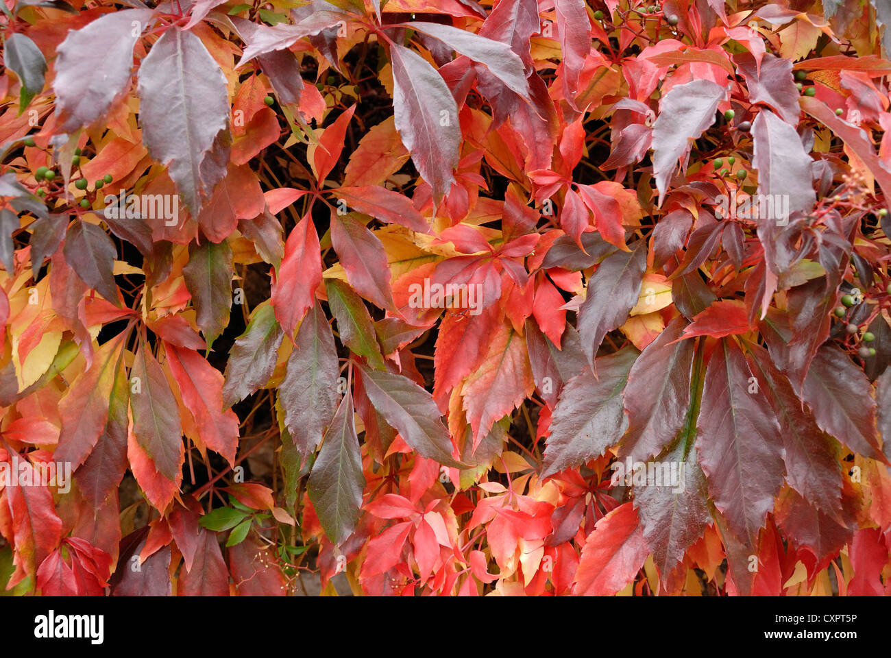 Kent autumn colour hi-res stock photography and images - Alamy