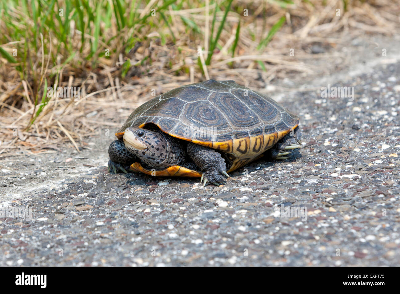 A turtle crawling on the surface of a road Stock Photo - Alamy