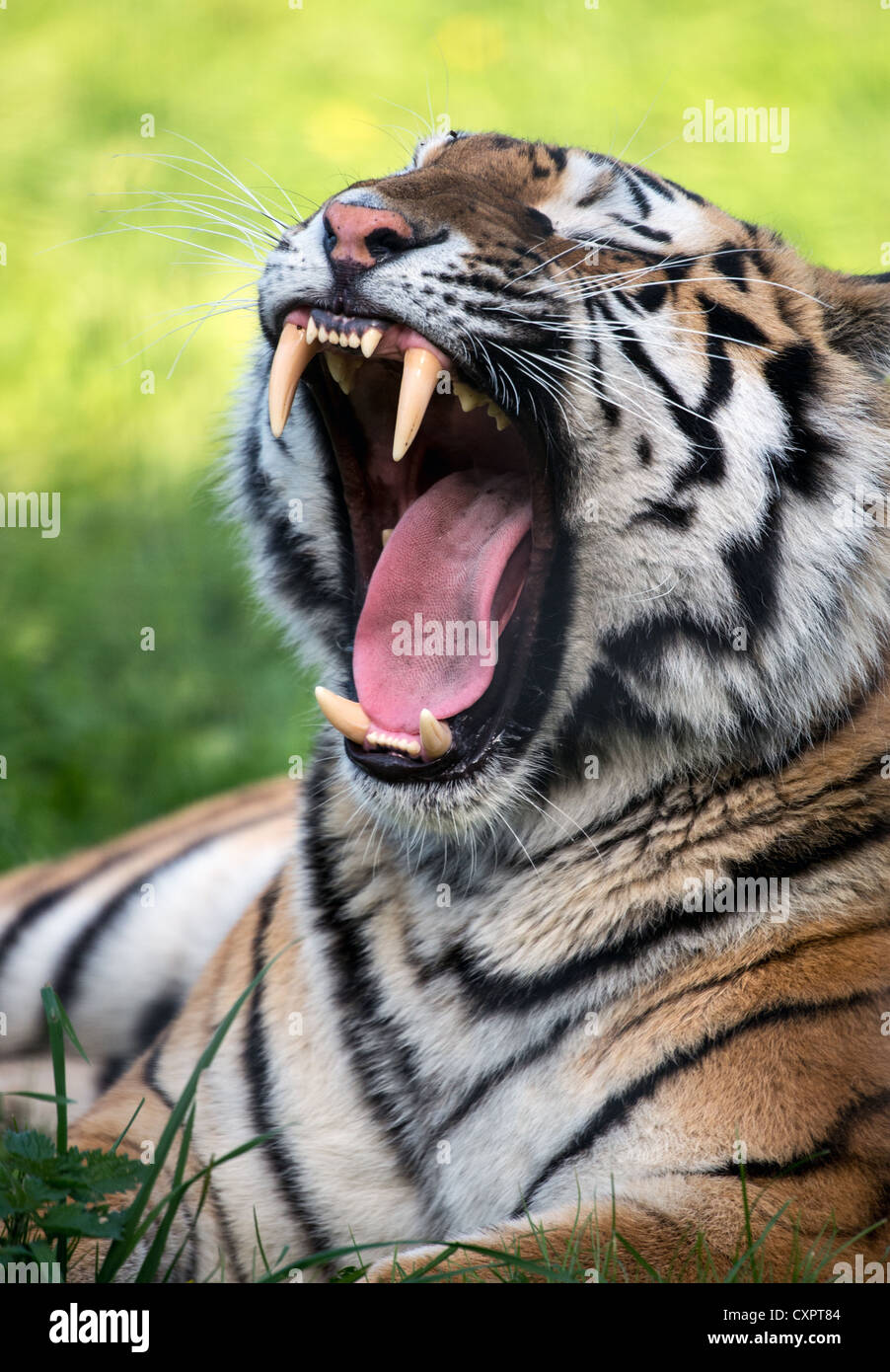 Tiger Teeth Bared