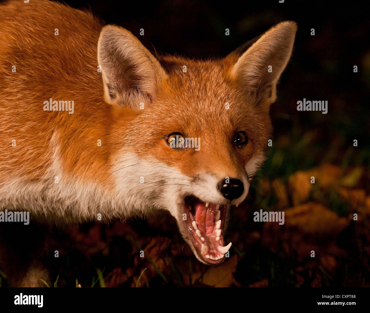 Fox Teeth High Resolution Stock Photography and Images - Alamy