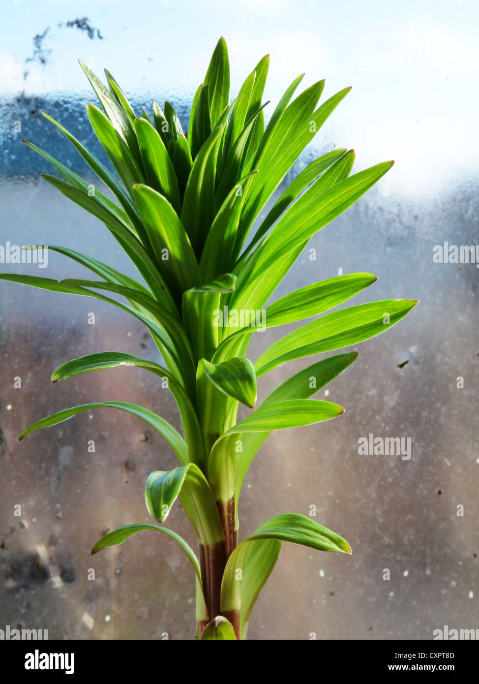 germ, green, lily, spring, delicate, fragile, plant, sky, blue, stem ...