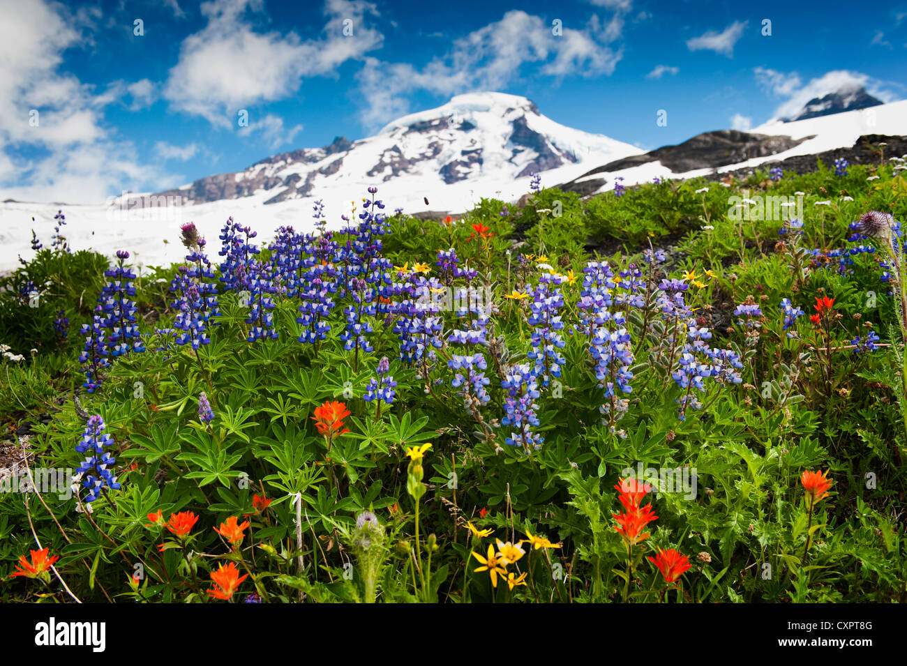 The beautiful wildflowers seen along the Heliotrope Ridge trail on the ...