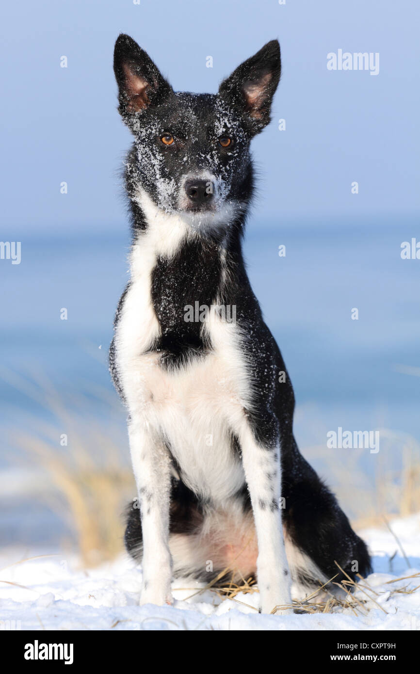 sitting Border Collie Stock Photo - Alamy