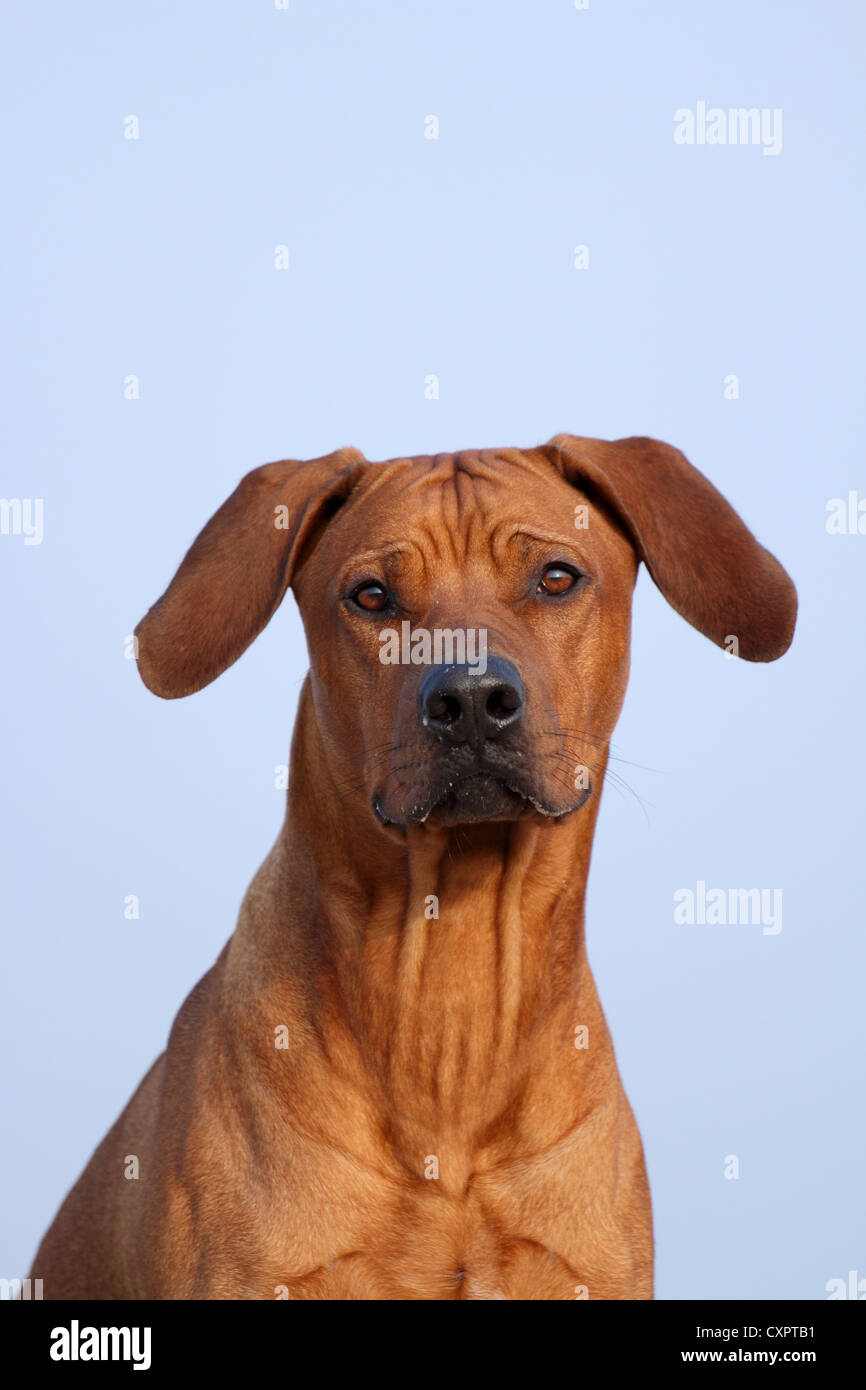 Rhodesian Ridgeback Portrait Stock Photo - Alamy