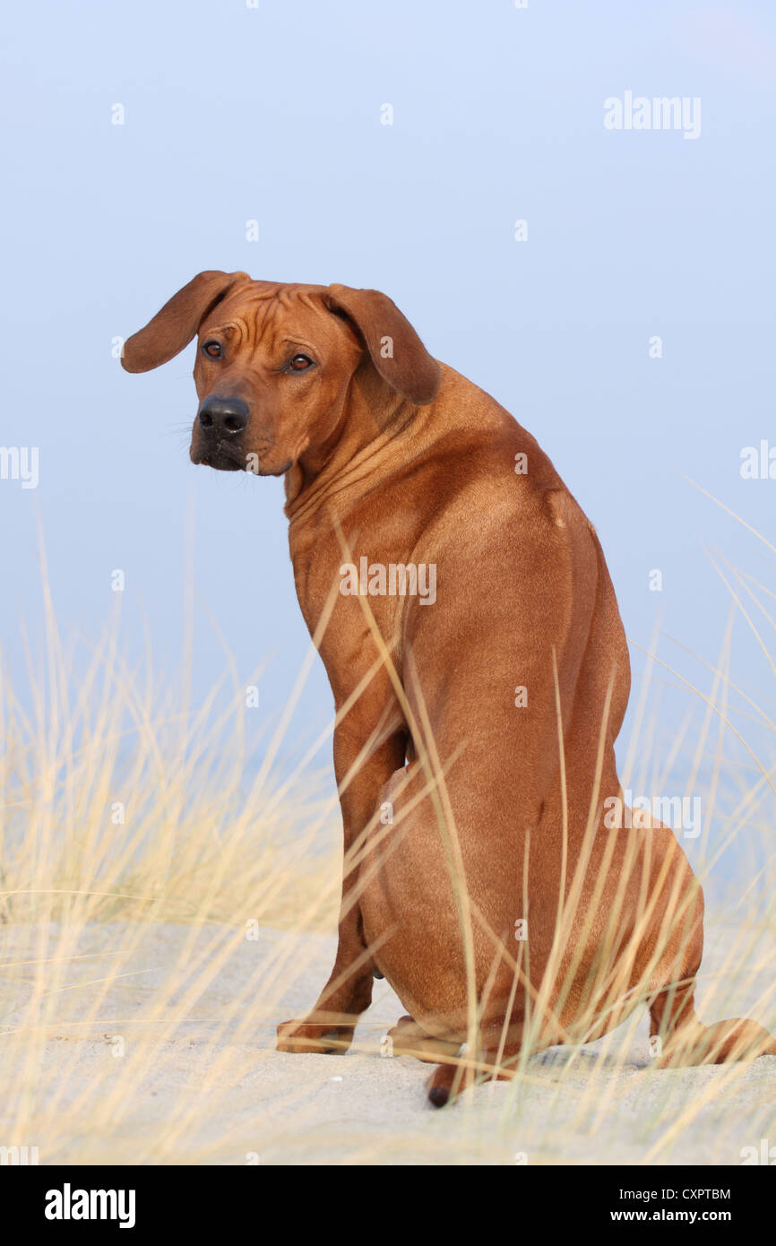 sitting Rhodesian Ridgeback Stock Photo - Alamy