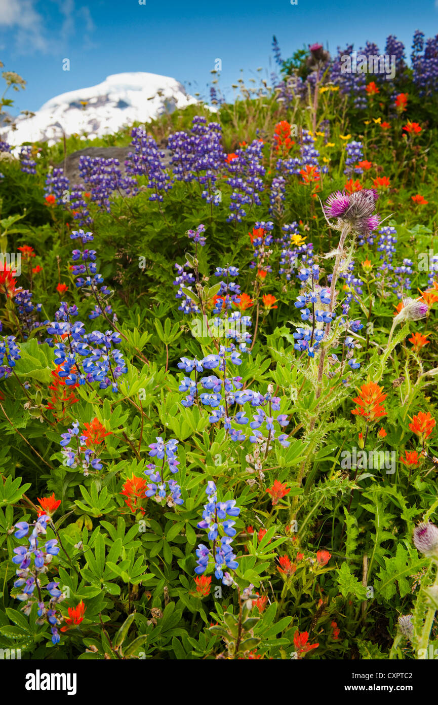 The beautiful wildflowers seen along the Heliotrope Ridge trail on the ...