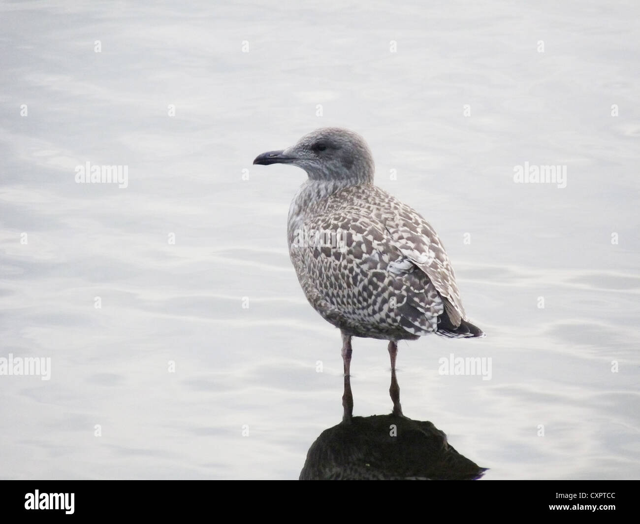 North sea fish hi-res stock photography and images - Alamy