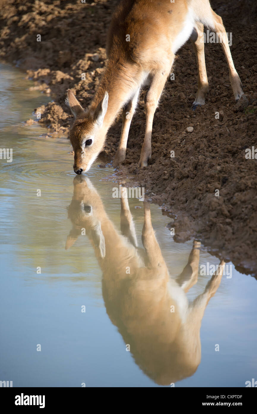 Sitatunga antelope hi-res stock photography and images - Alamy