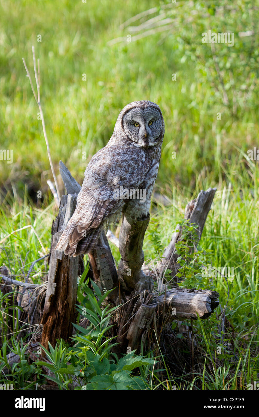 Rodent pictures hi-res stock photography and images - Alamy