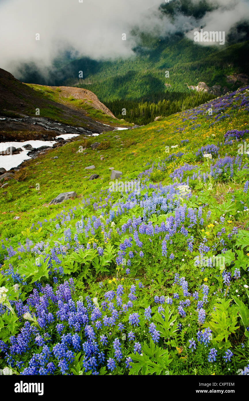 The wildflowers are abundant along the Heliotrope Ridge Trail in the Mt ...