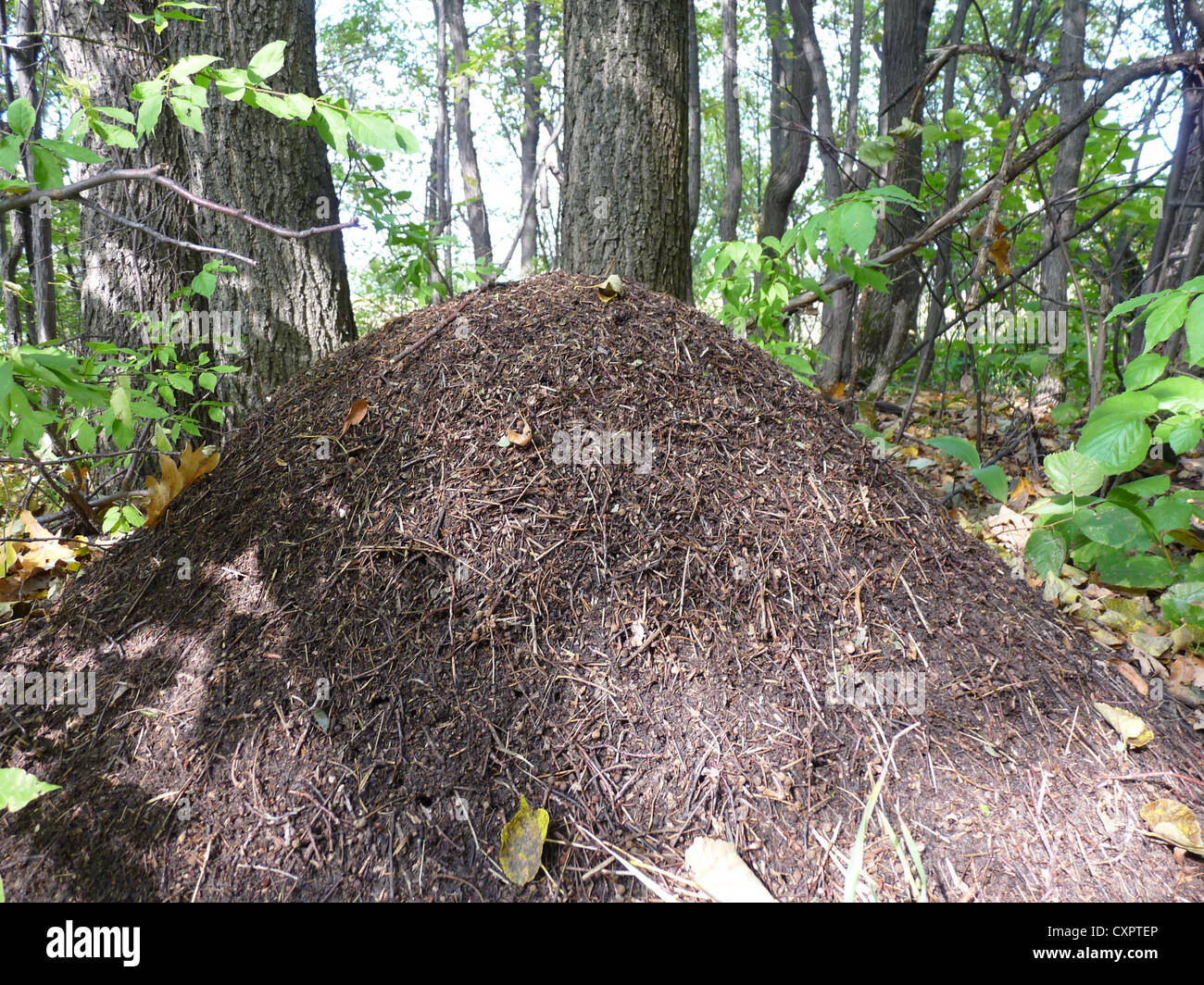 ant, ant, termite, wood, insect metropolis, nature, housing, community ...