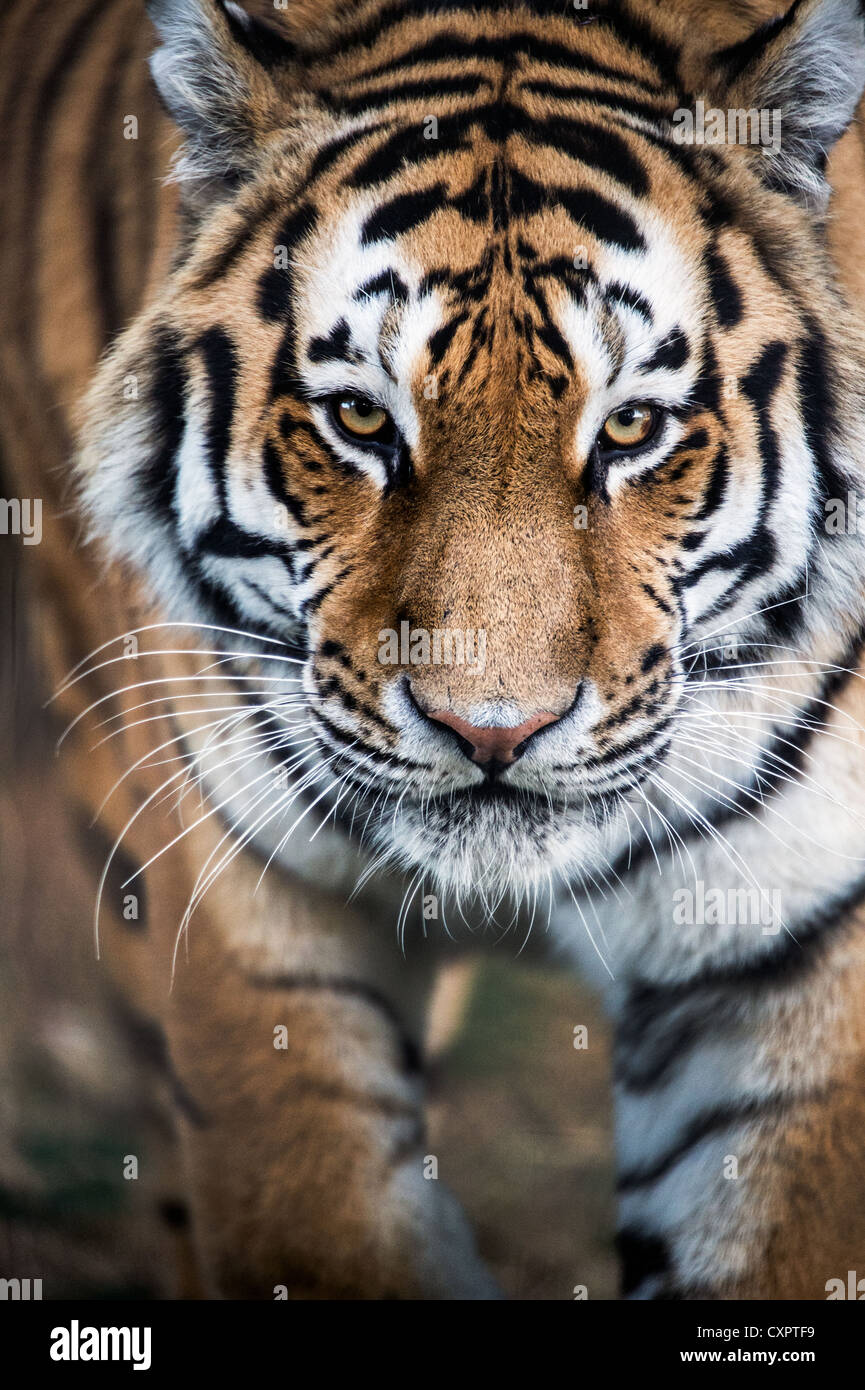 Tiger stalking towards viewer Stock Photo - Alamy