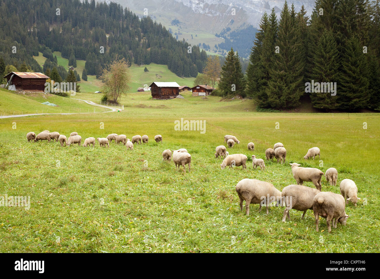Alpine farming hi-res stock photography and images - Alamy