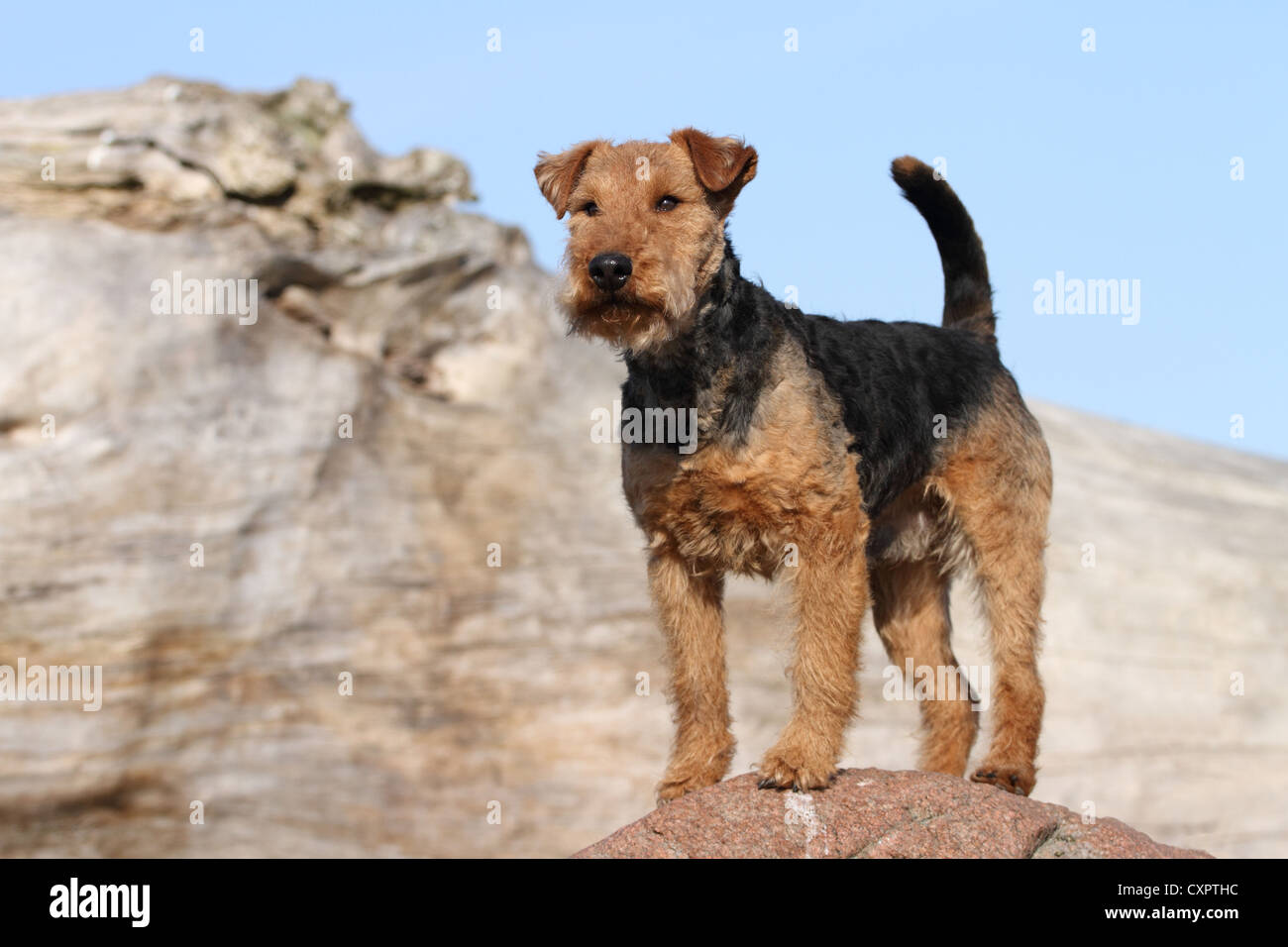 Welsh Terrier Lab Mix