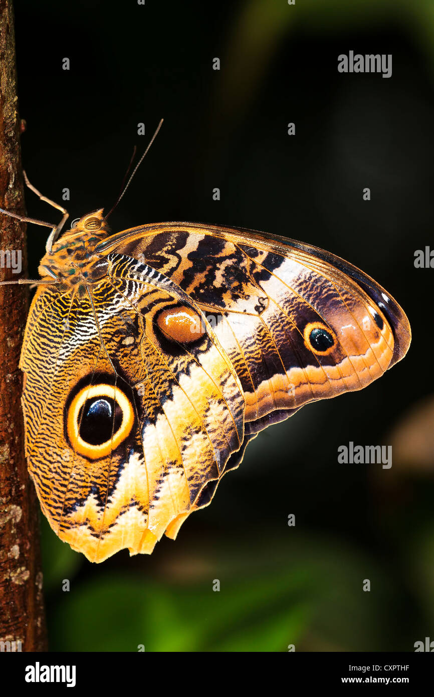 Owl butterfly insect eye spot hi-res stock photography and images - Alamy