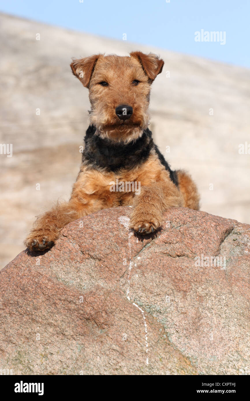 Welsh Terrier Lab Mix