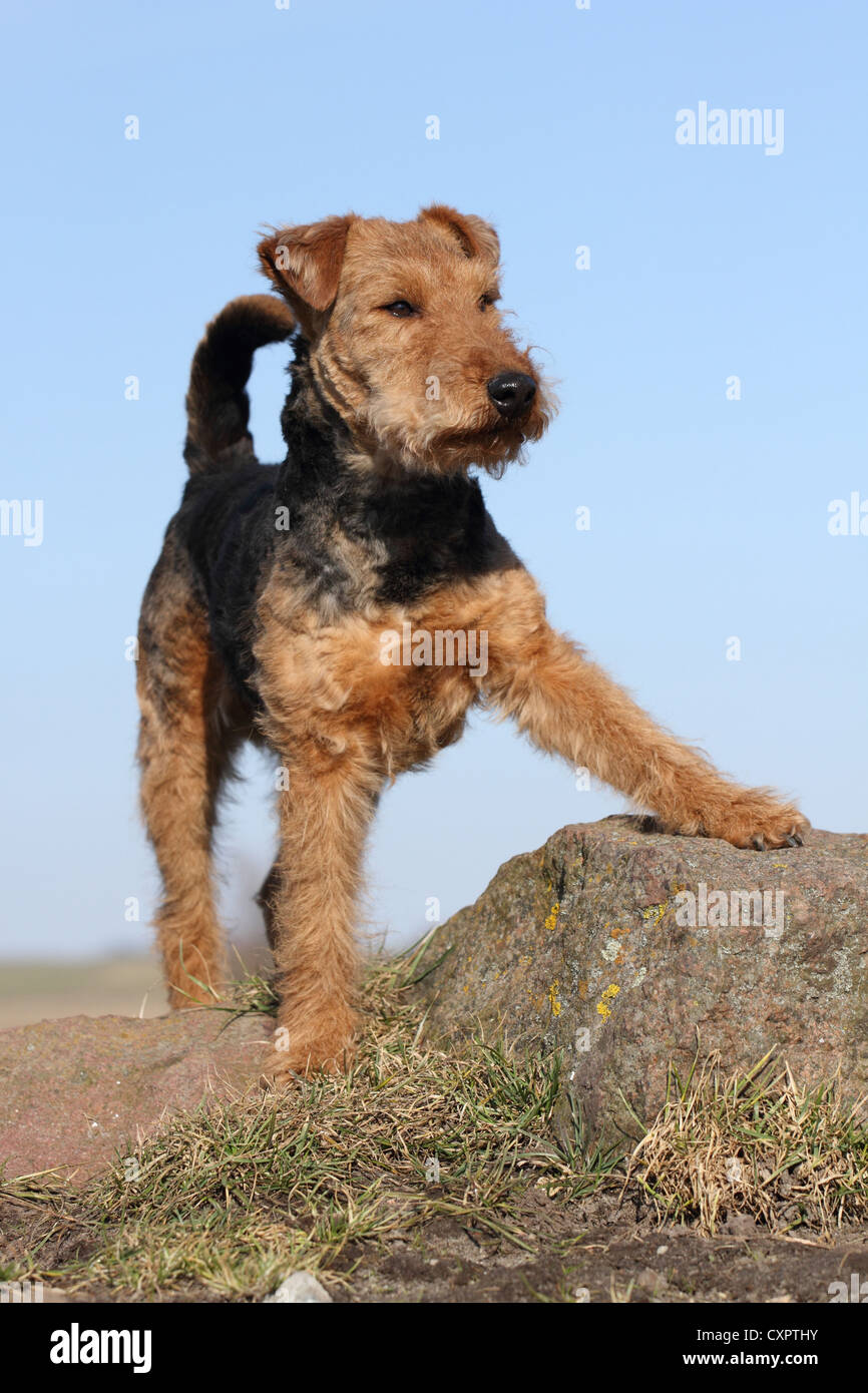 Welsh Terrier Lab Mix