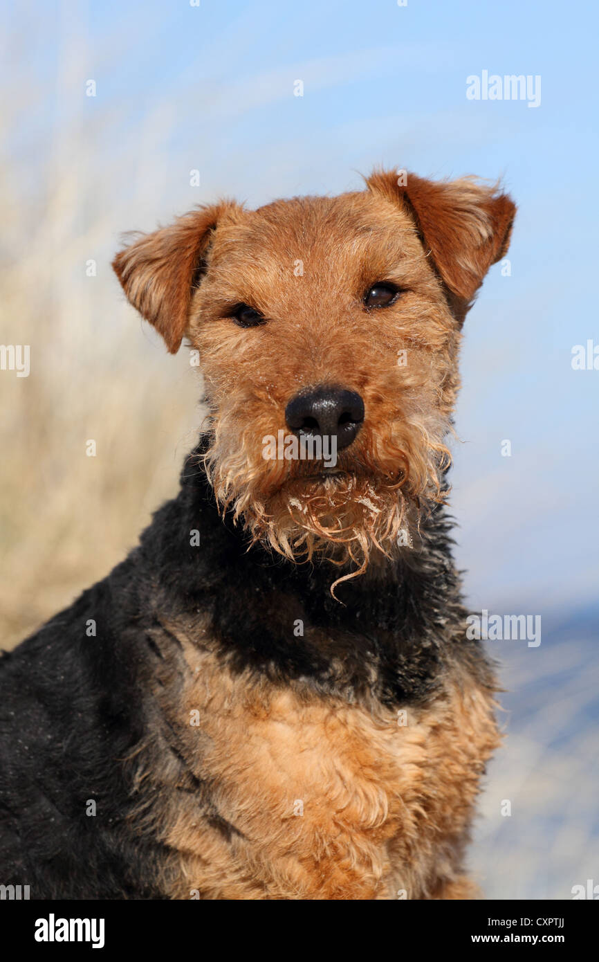 Welsh Terrier Lab Mix